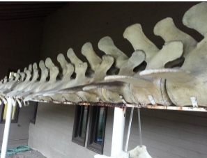 Standing in the Ribs and Vertebra of a Whale – Renee Lindstrom, GCFP